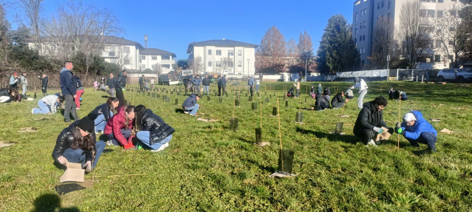 Piantati i primi di oltre 900 nuovi alberi nel rhodense con "Forestami ...